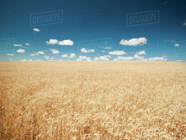 USA, Oregon, Wasco, Wheat field in bright sunshine under blue sky ...