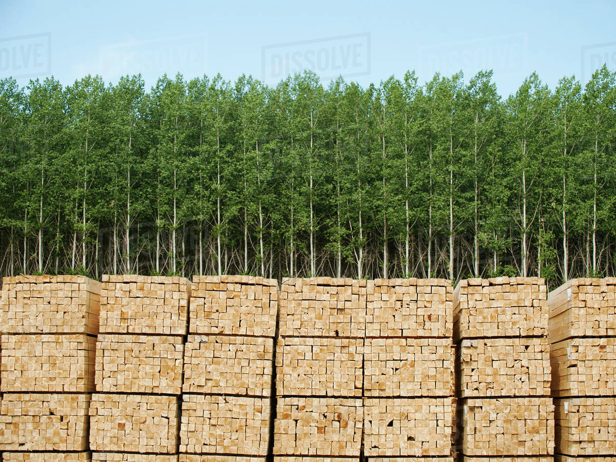 Orderly stacks of timber in timber plantation - Stock Photo - Dissolve