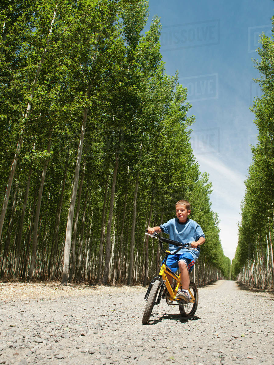 Boy (8-9) riding bike between poplar trees in tree farm - Royalty-free ...