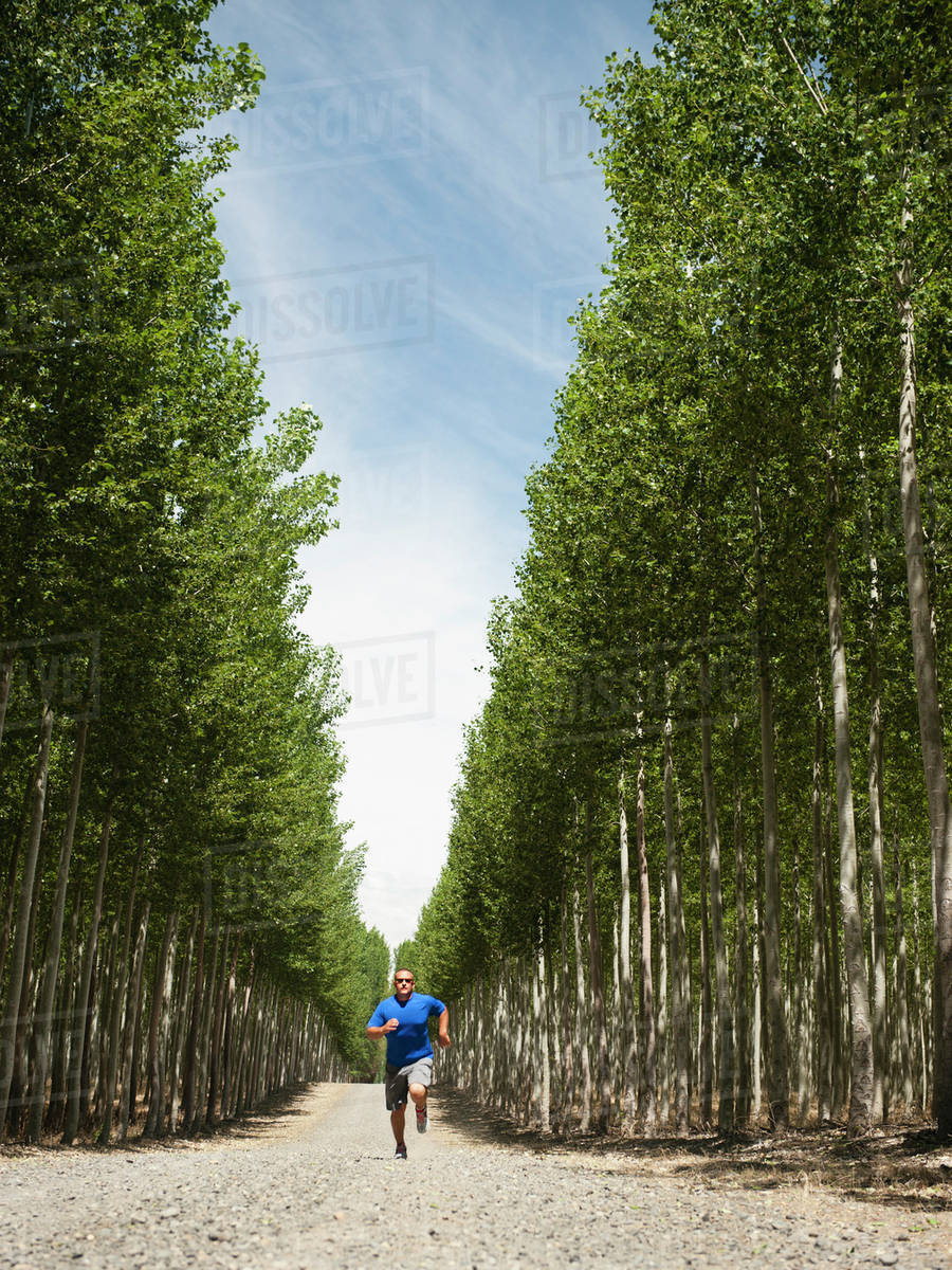 USA, Oregon, Boardman, Man running between rows of poplar trees in tree ...