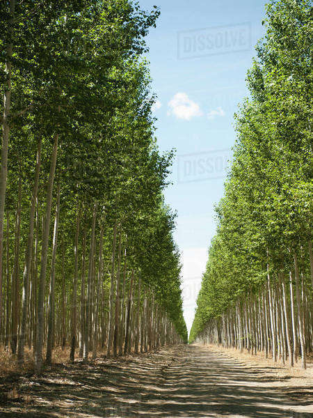 USA, Oregon, Boardman, Orderly rows of poplar trees in tree farm ...
