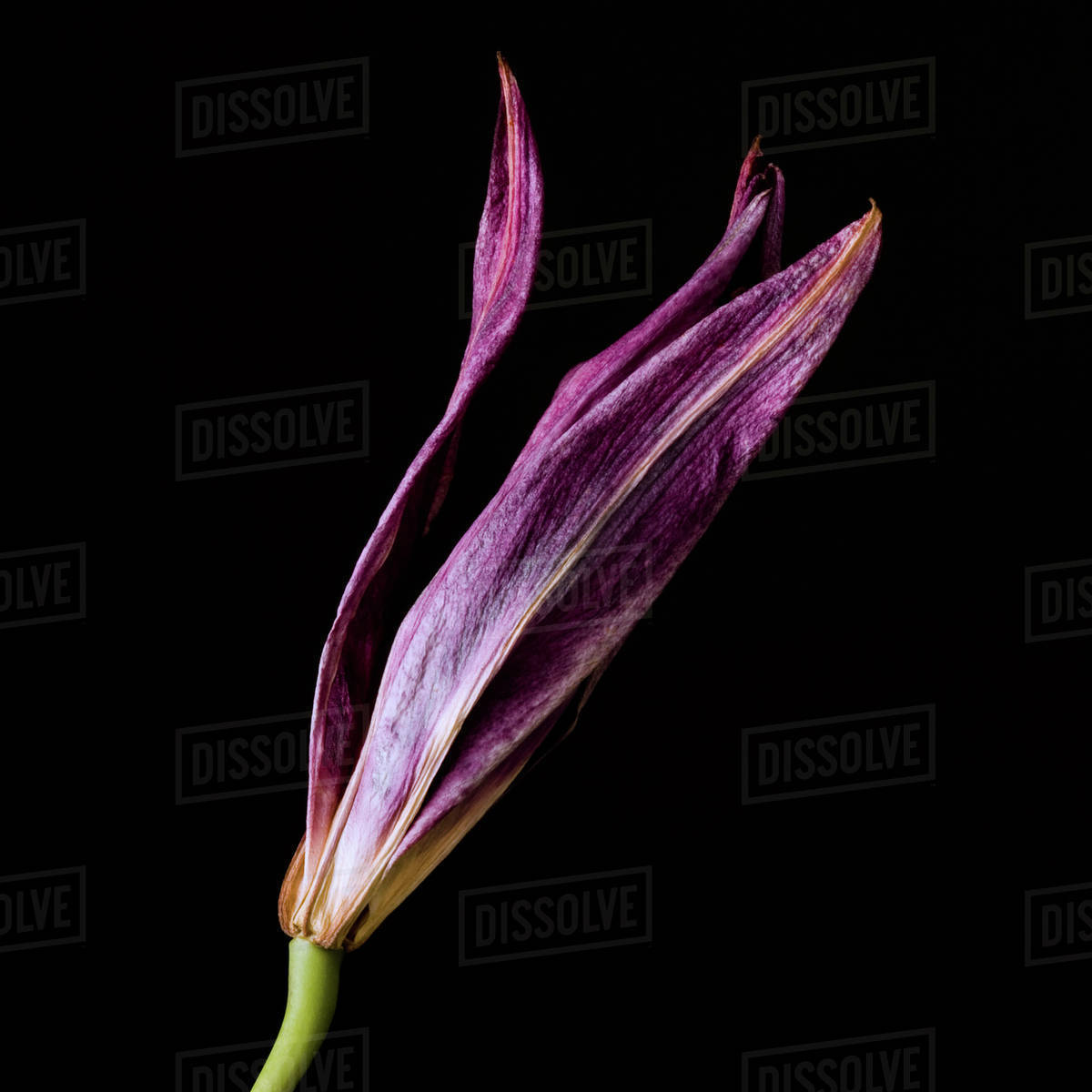 Dead purple lily - Royalty-free Stock Photo | Dissolve