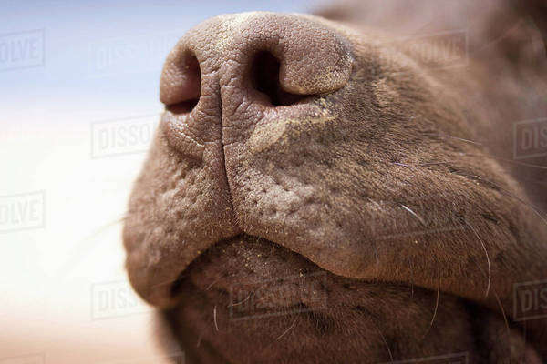 Spain, Costa Blanca, Close-up of chocolate labrador nose - Stock Photo ...