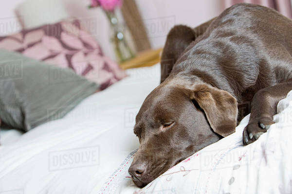 Chocolate labrador sleeping on bed - Royalty-free Stock Photo | Dissolve