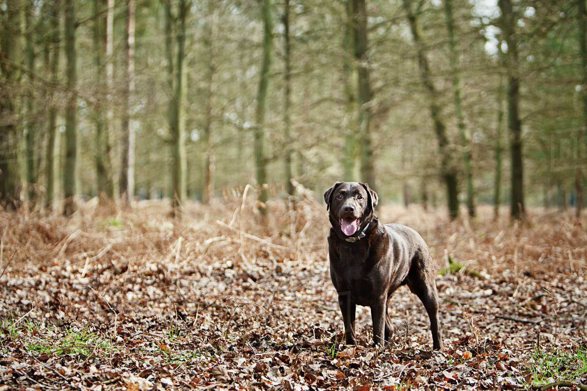 UK, England, Suffolk, Thetford Forest, Black Labrador in forest ...