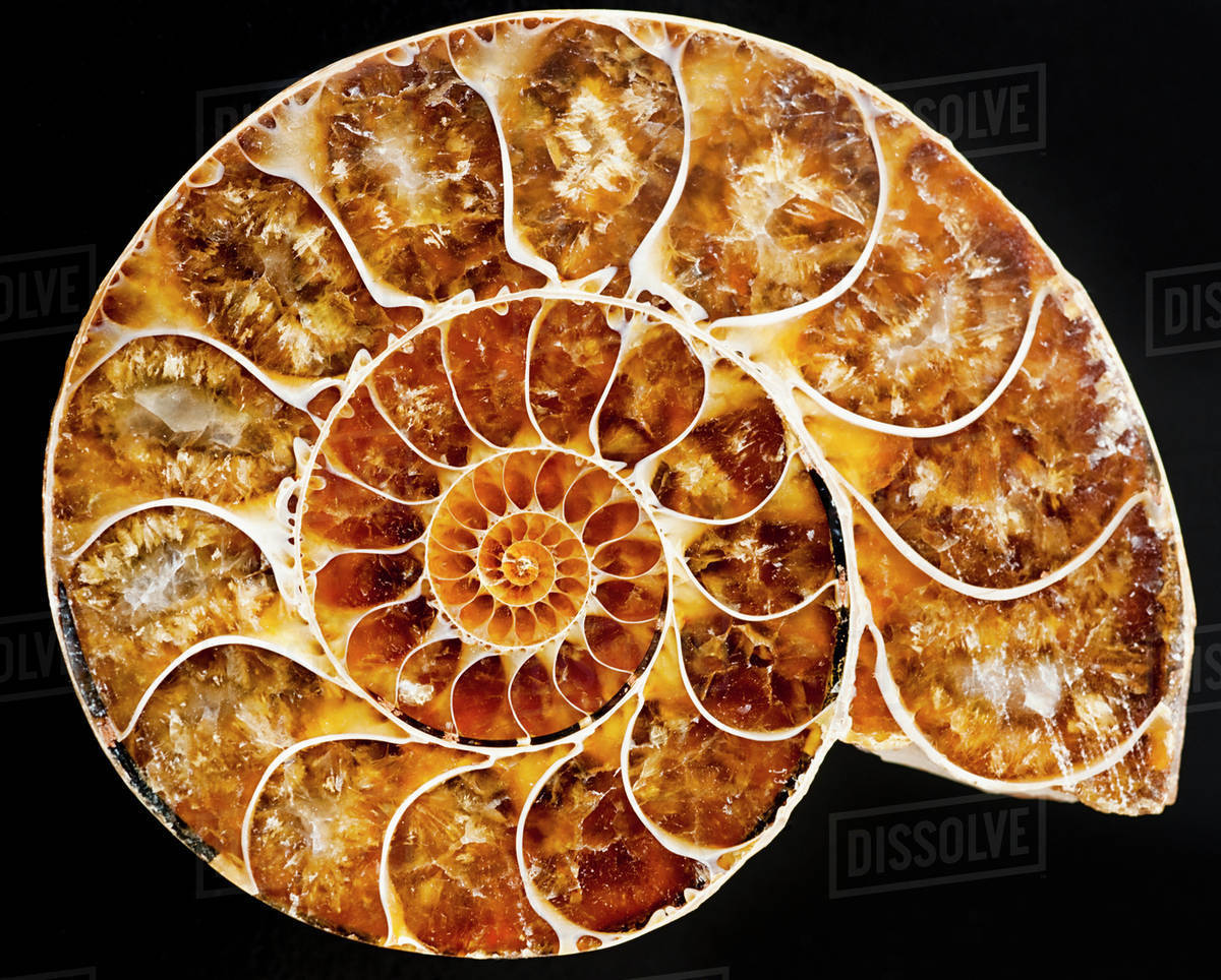 A nautilus shell - Royalty-free Stock Photo | Dissolve
