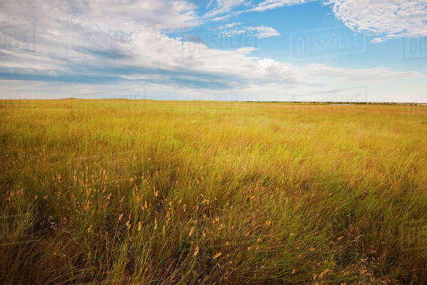 Prairie grass - Royalty-free Stock Photo | Dissolve