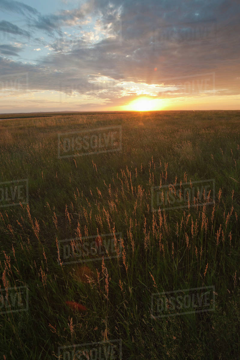 Prairie grass at sunset - Stock Photo - Dissolve