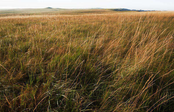 Prairie grass - Royalty-free Stock Photo | Dissolve