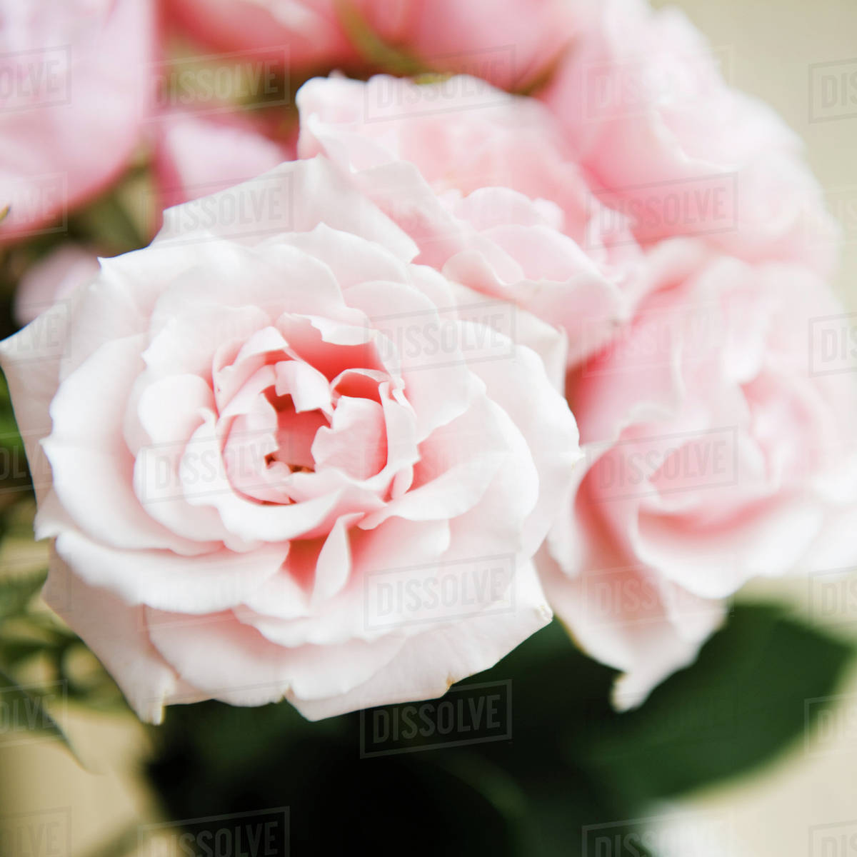 Pink garden roses - Royalty-free Stock Photo | Dissolve