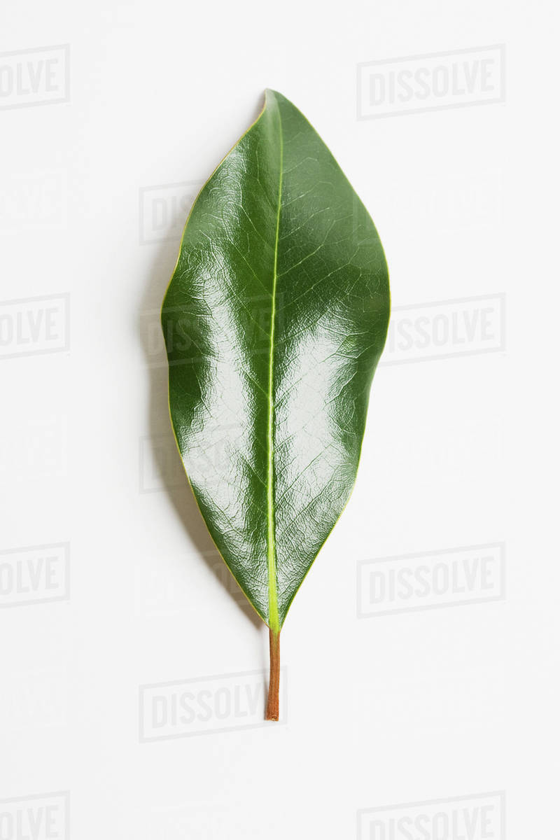 Green magnolia leaf - Royalty-free Stock Photo | Dissolve