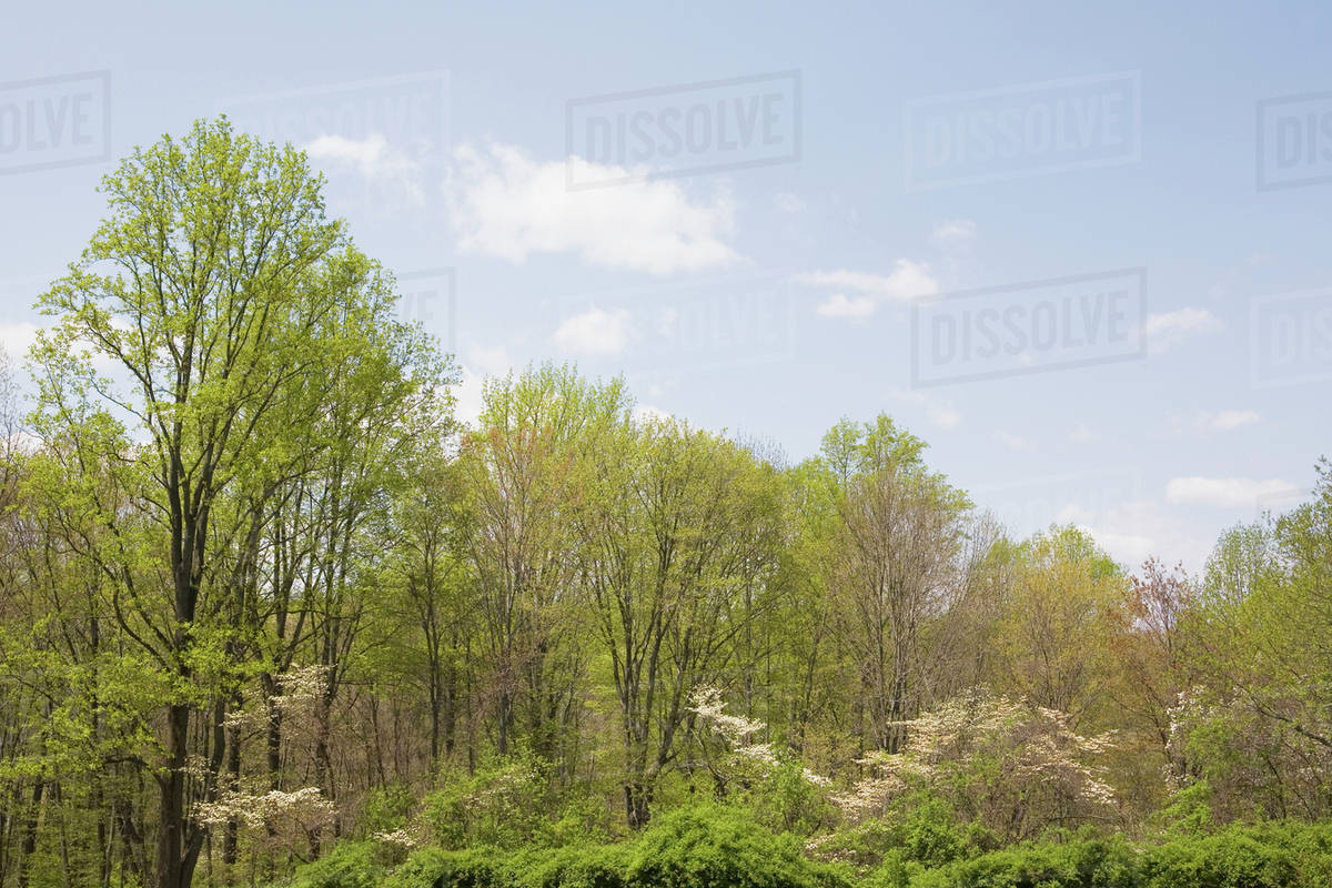 Spring woodland - Royalty-free Stock Photo | Dissolve