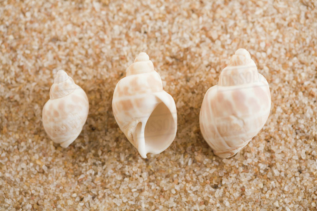 Three seashells on sand - Royalty-free Stock Photo | Dissolve