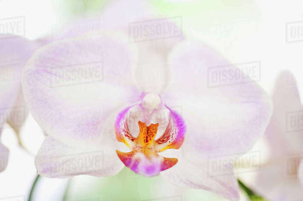 Close up of orchid - Royalty-free Stock Photo | Dissolve