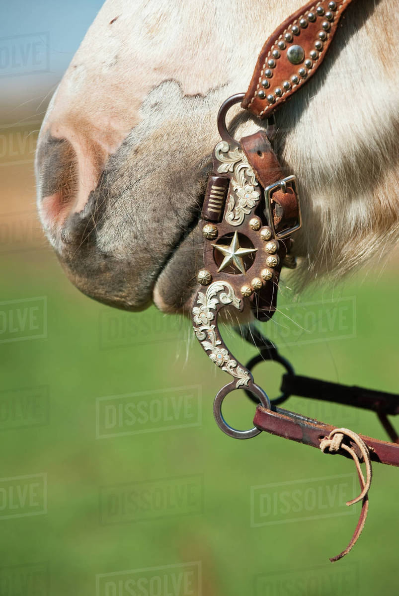 Horse bridle - Royalty-free Stock Photo | Dissolve
