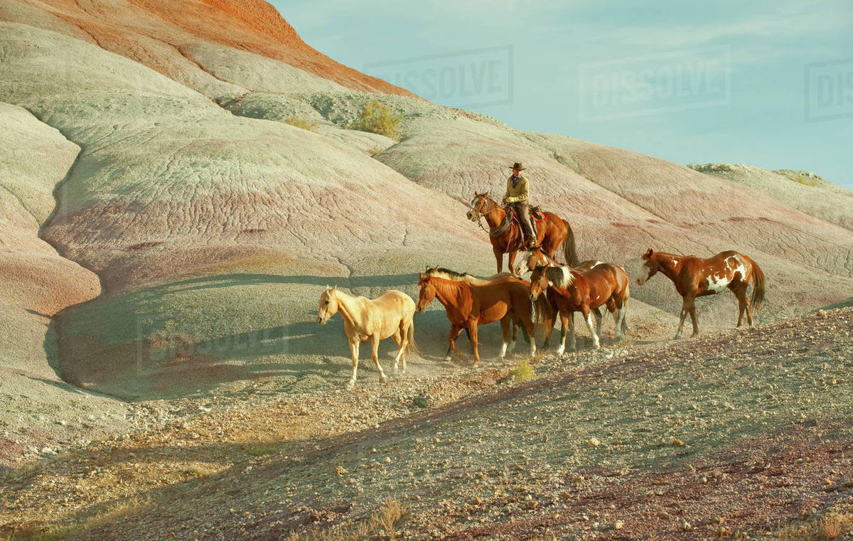 Horseback rider herding wild horses - Royalty-free Stock Photo | Dissolve