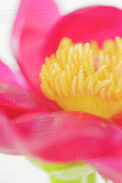 Close up of flower - Royalty-free Stock Photo | Dissolve