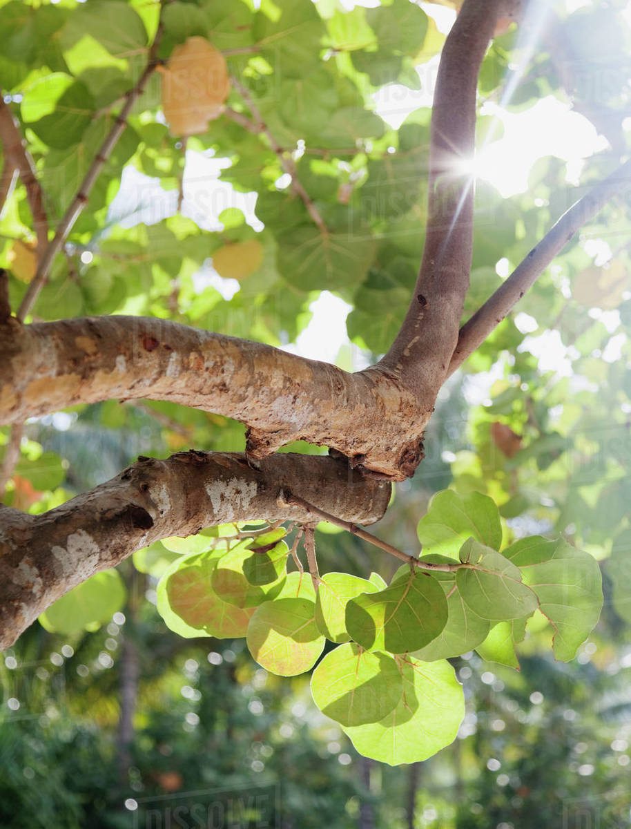 Close up of tree branch and leaves - Stock Photo - Dissolve