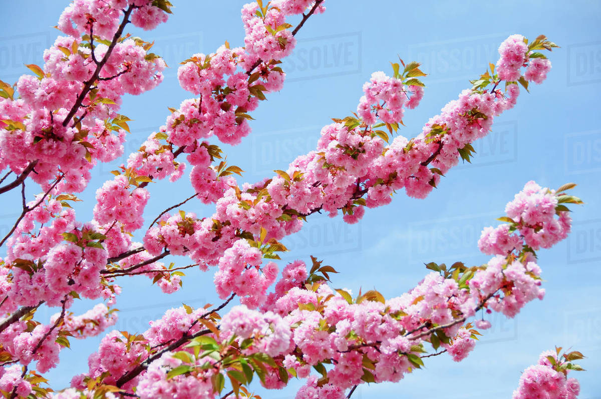 Cherry Blossoms - Royalty-free Stock Photo | Dissolve