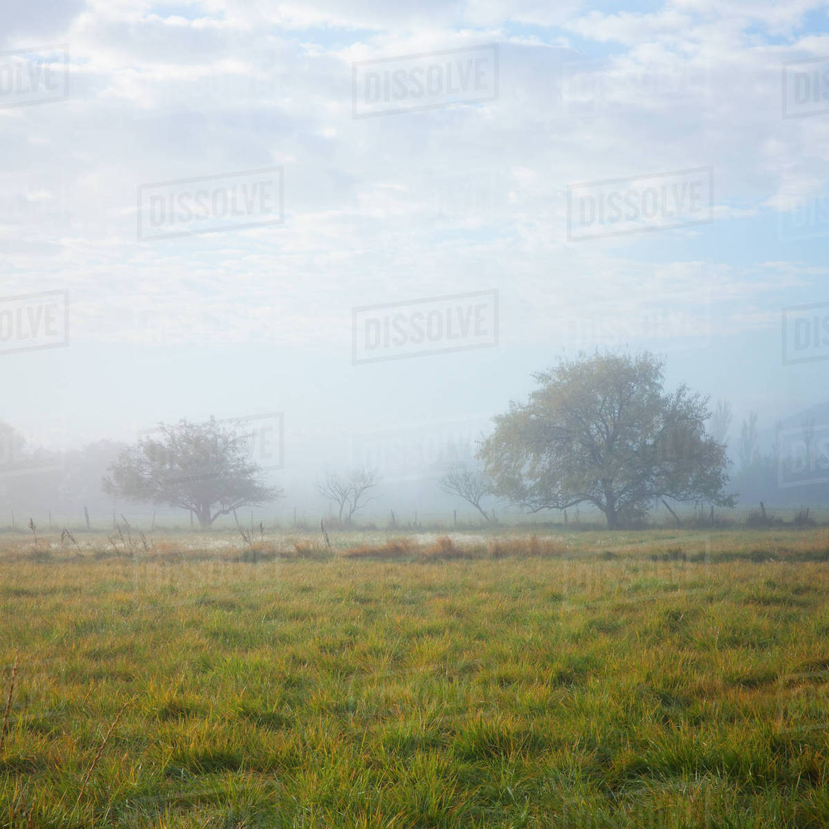 Fog in field - Royalty-free Stock Photo | Dissolve