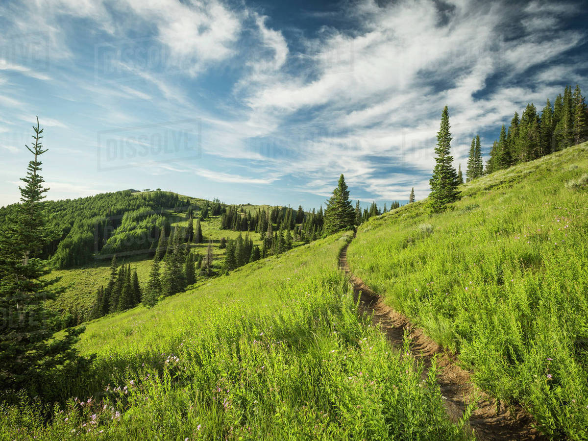 Footpath through meadow - Royalty-free Stock Photo | Dissolve