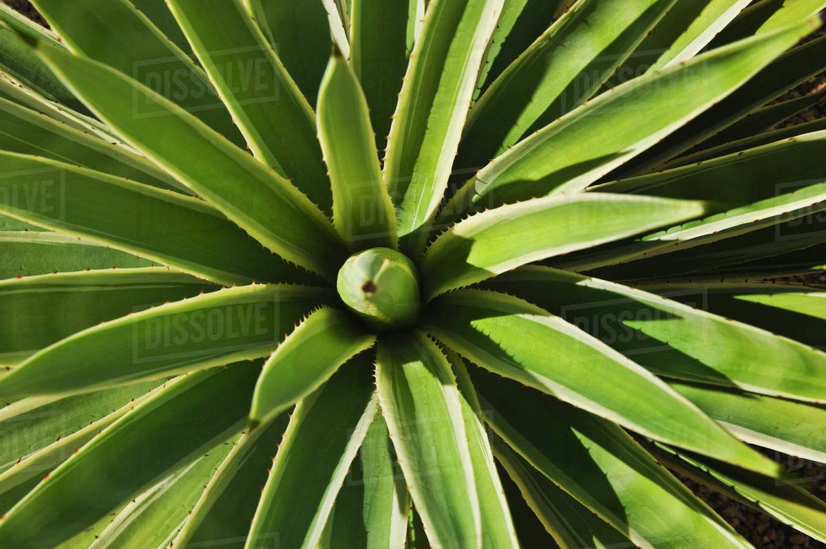 Close up of agave cactus plant - Stock Photo - Dissolve