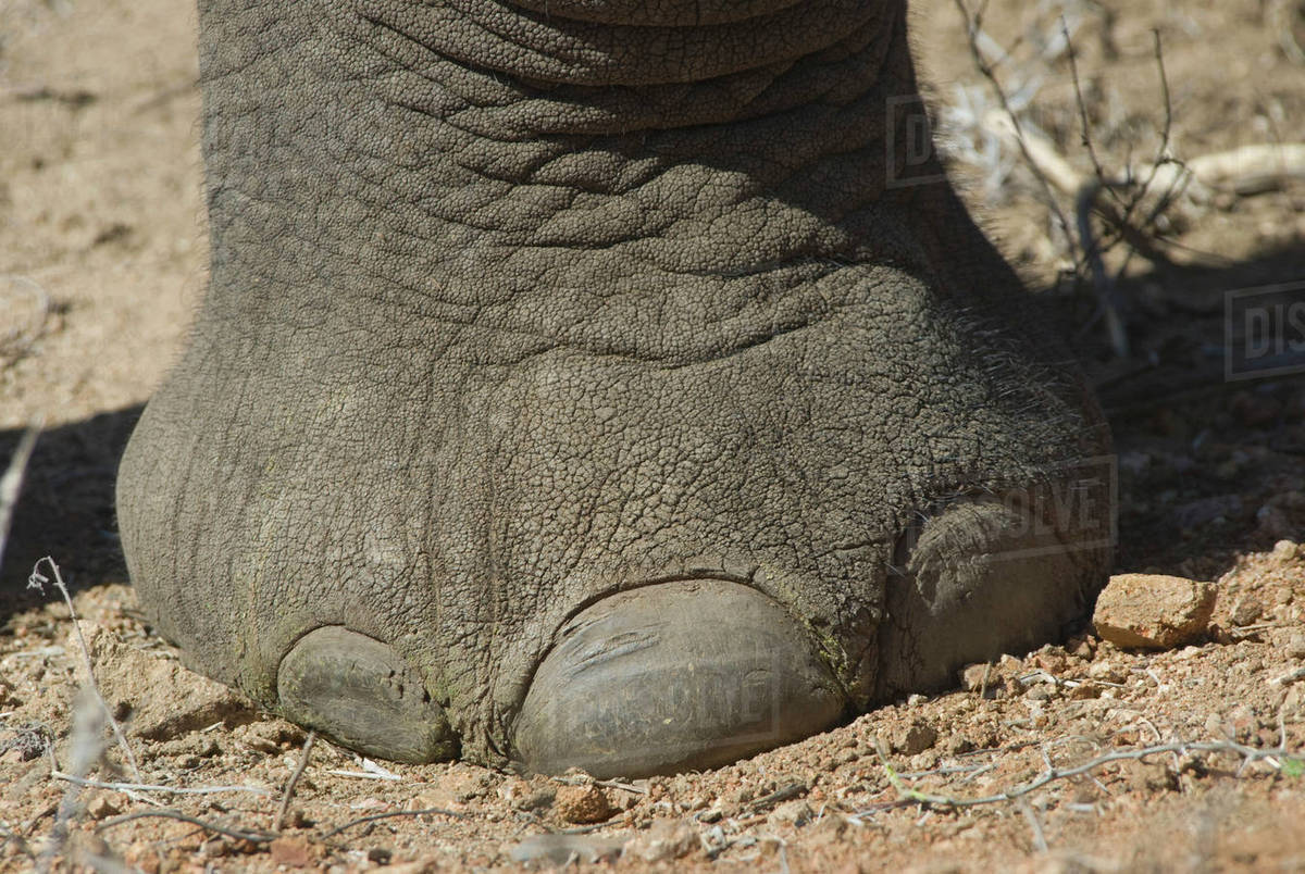 Close up of elephant foot - Stock Photo - Dissolve