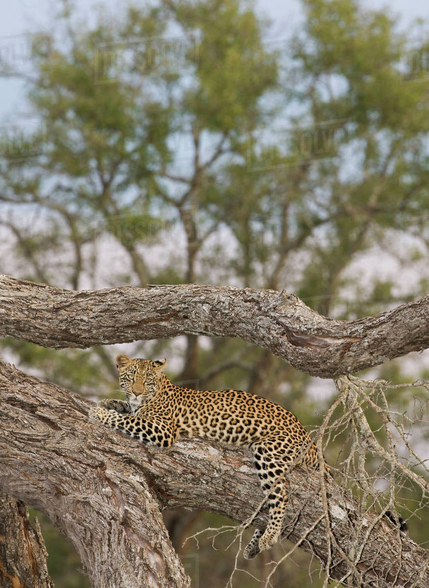 Leopard resting in tree - Royalty-free Stock Photo | Dissolve
