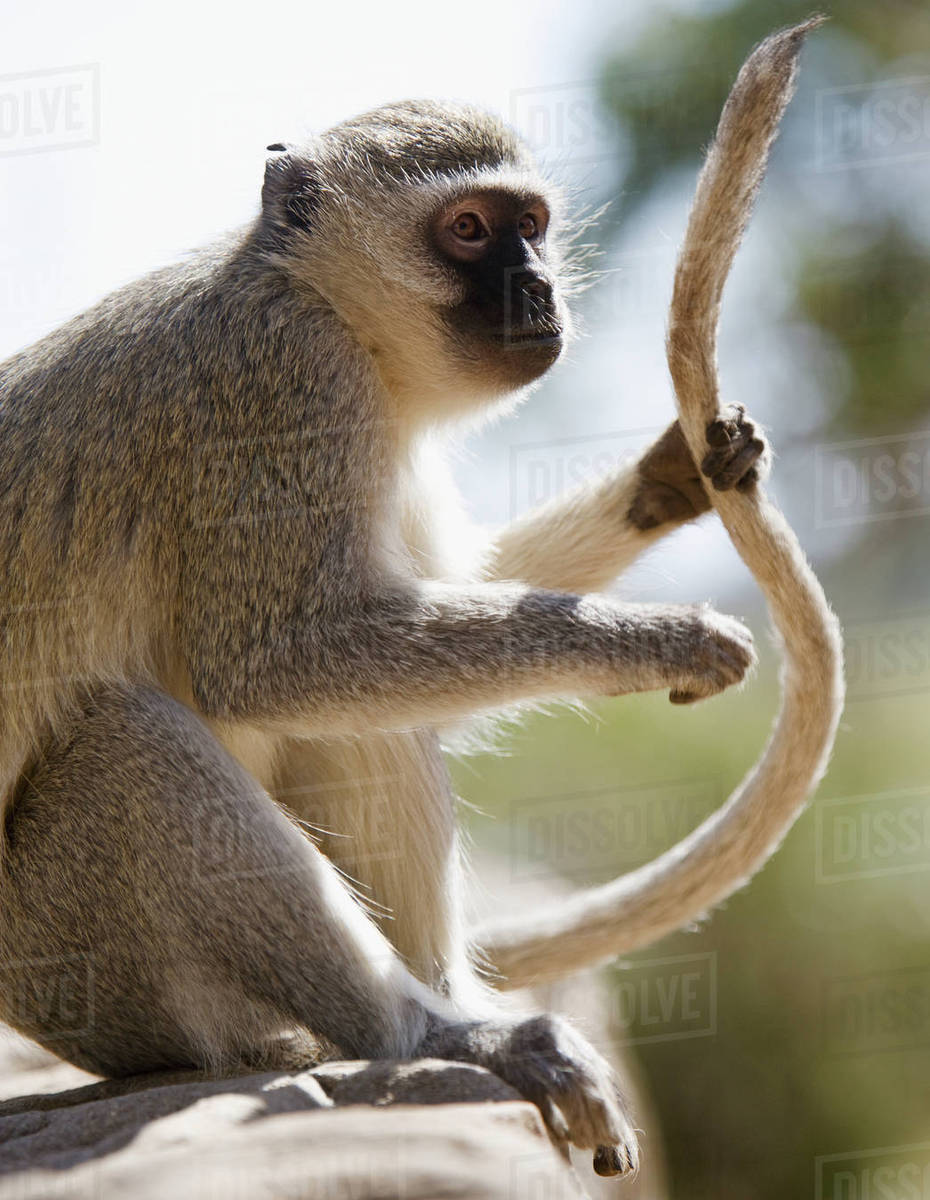 Vervet monkey holding tail - Royalty-free Stock Photo | Dissolve