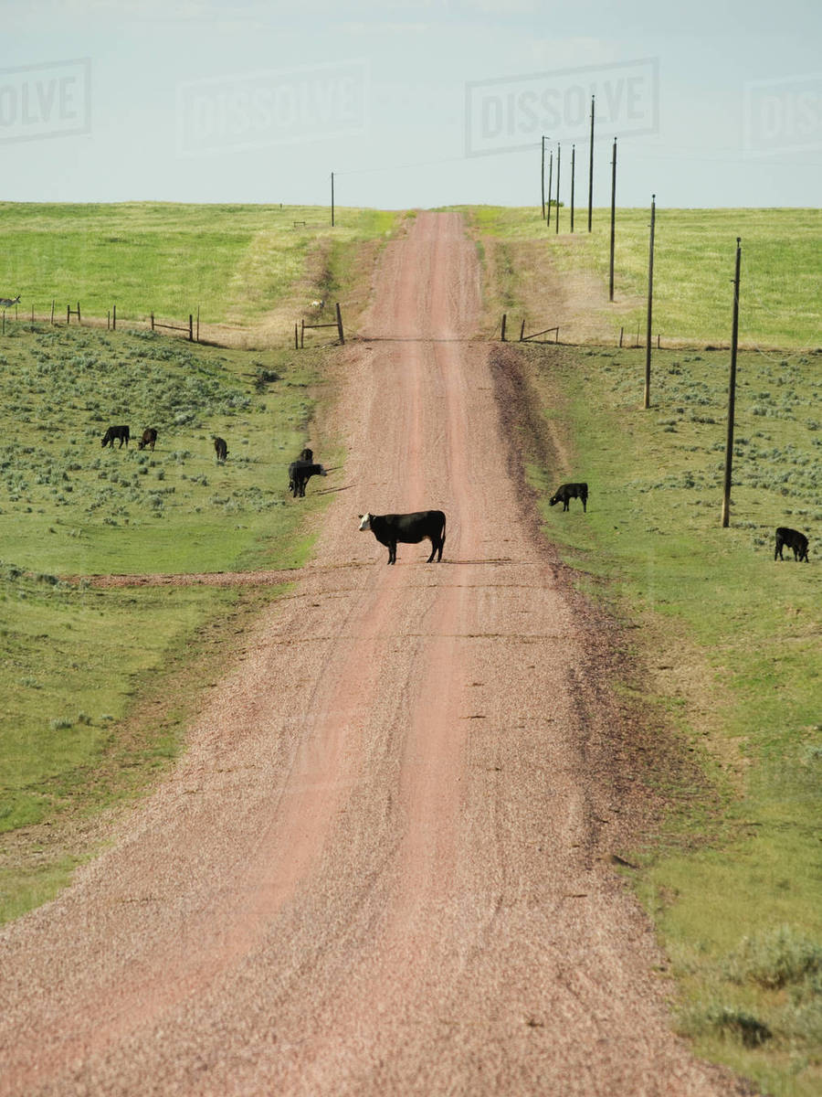 Cows on dirt road - Royalty-free Stock Photo | Dissolve