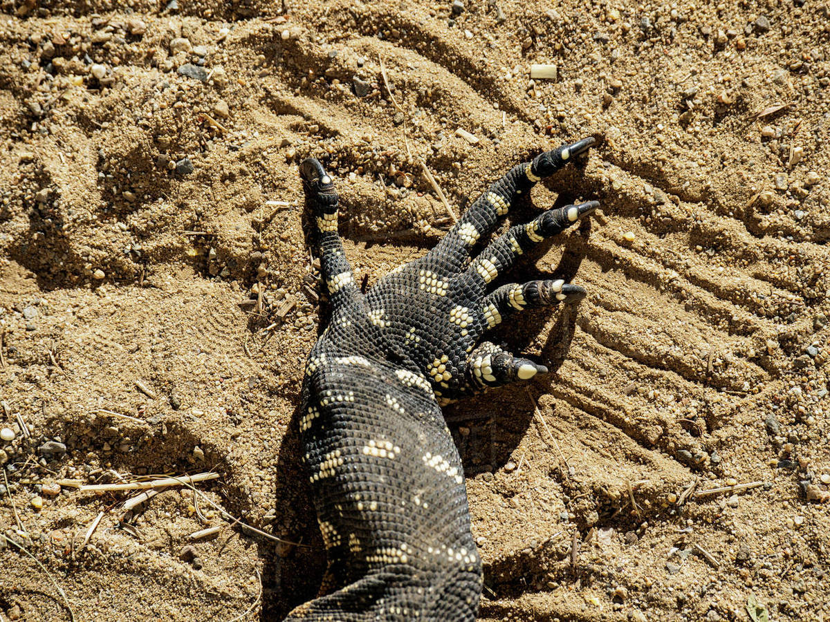 Close-up of claws of goanna (Varanus varius) in sand - Royalty-free ...