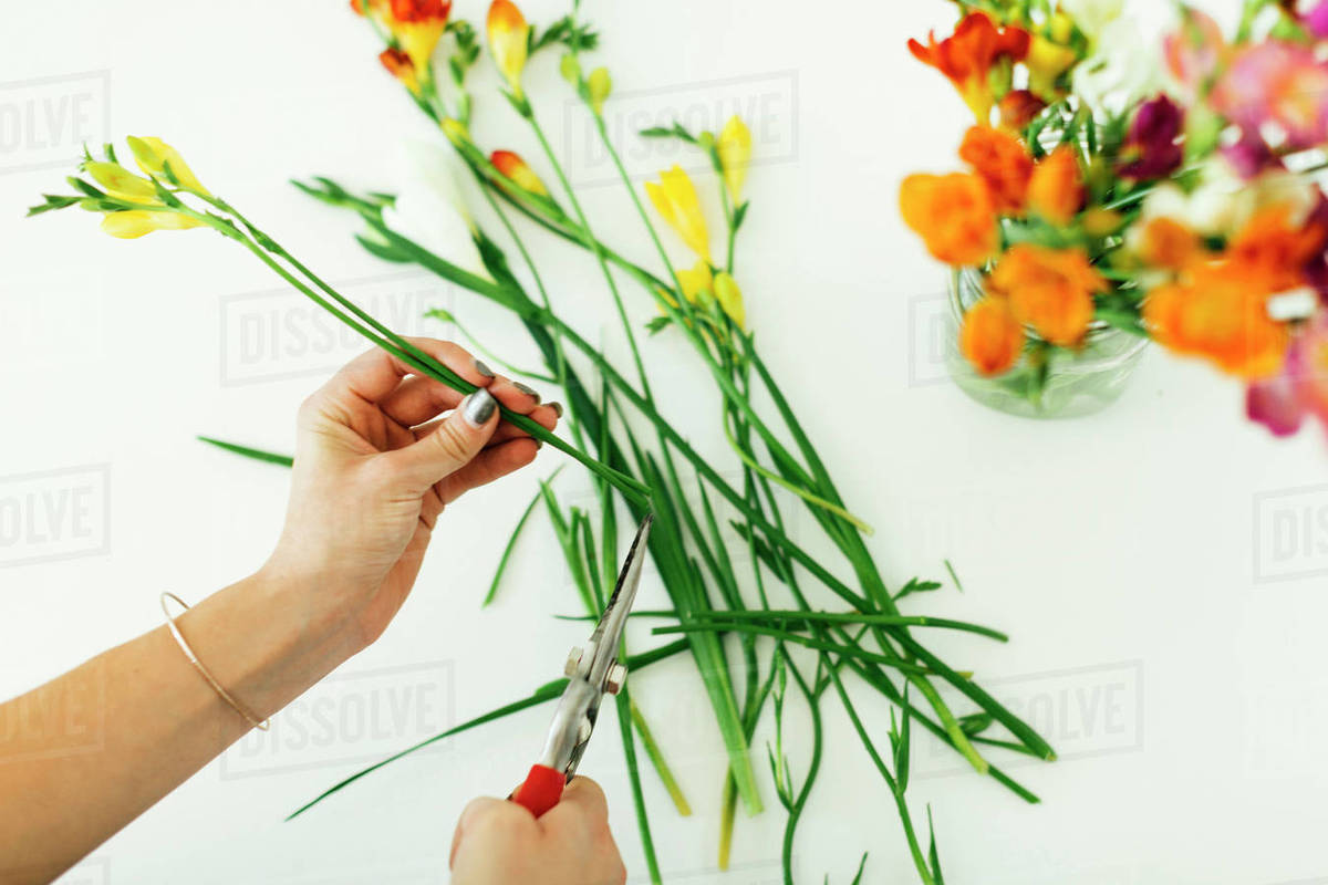 Woman cutting flowers - Royalty-free Stock Photo | Dissolve