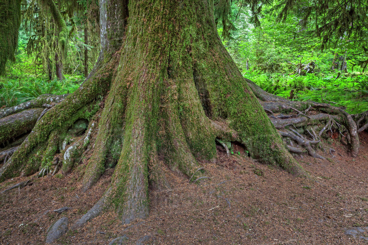 Close-up of tree trunk and roots - Stock Photo - Dissolve
