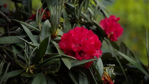Rhododendron flower is Nepal's national flower, also known as ...