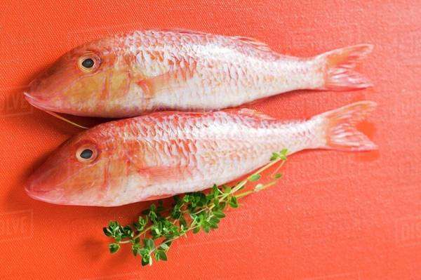 Fresh red mullet on red background - Royalty-free Stock Photo | Dissolve