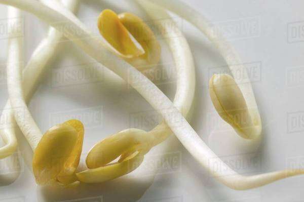 A few soya sprouts - Stock Photo - Dissolve
