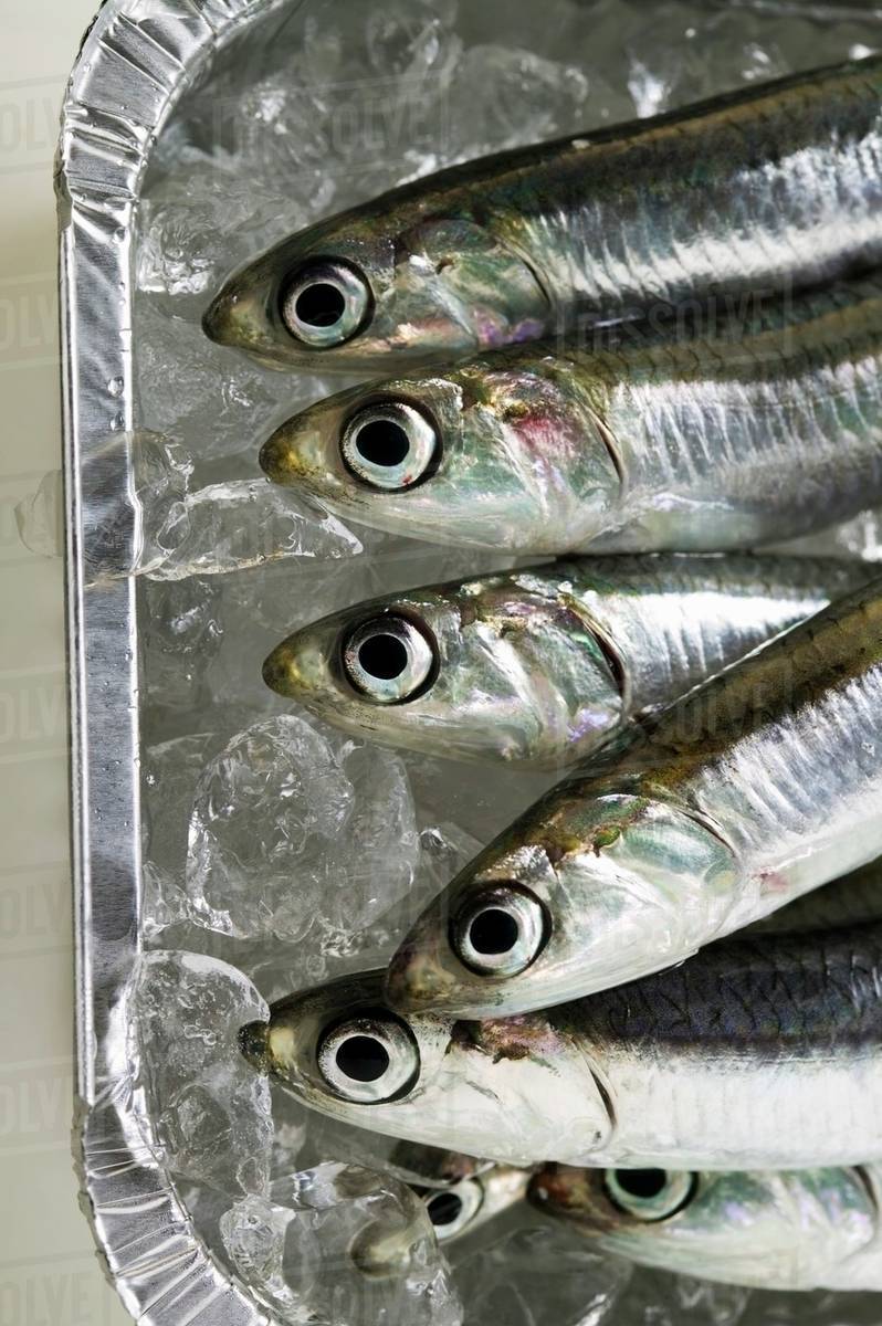 Several fresh anchovies in aluminium dish with ice - Royalty-free Stock ...