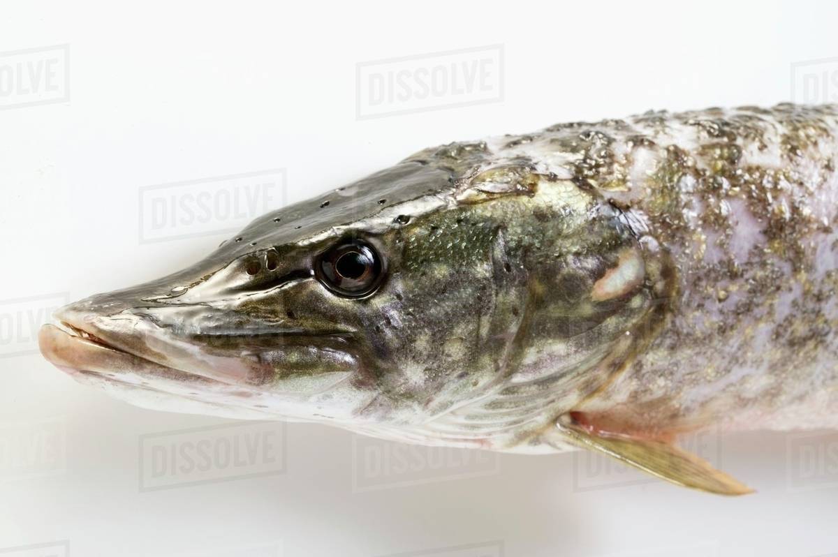 Fresh pike - Royalty-free Stock Photo | Dissolve