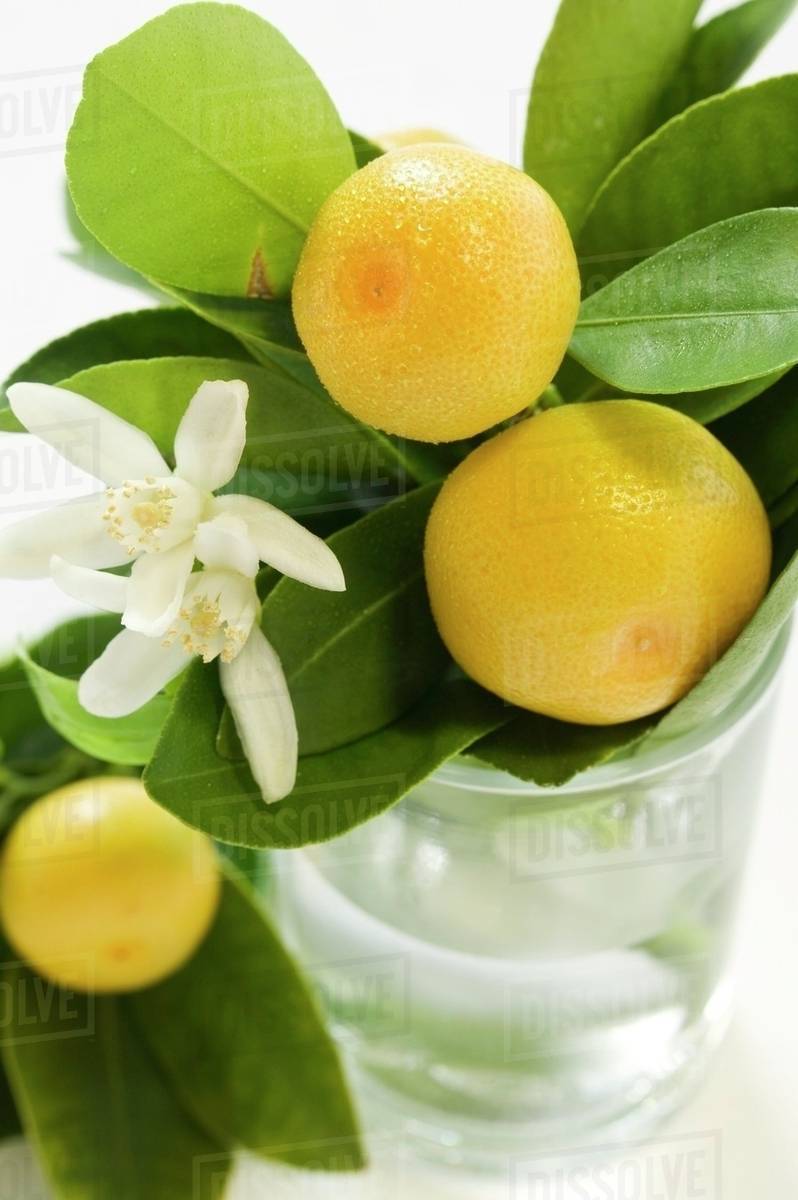 Small grapefruits on branch with leaves and blossom - Stock Photo ...