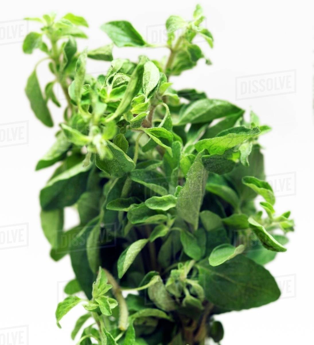 Fresh oregano - Stock Photo - Dissolve
