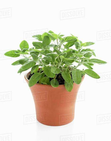Sage in pot - Royalty-free Stock Photo | Dissolve