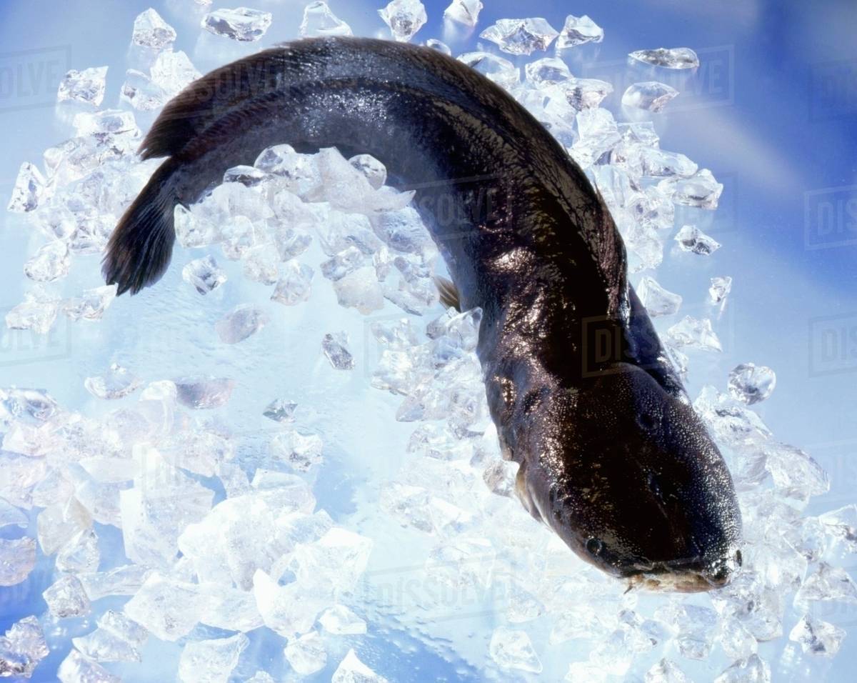 A catfish on ice - Royalty-free Stock Photo | Dissolve
