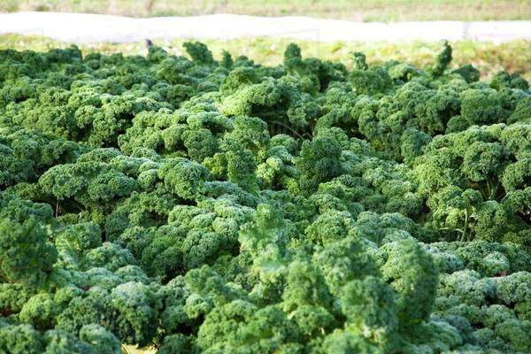 Kale in the field - Royalty-free Stock Photo | Dissolve