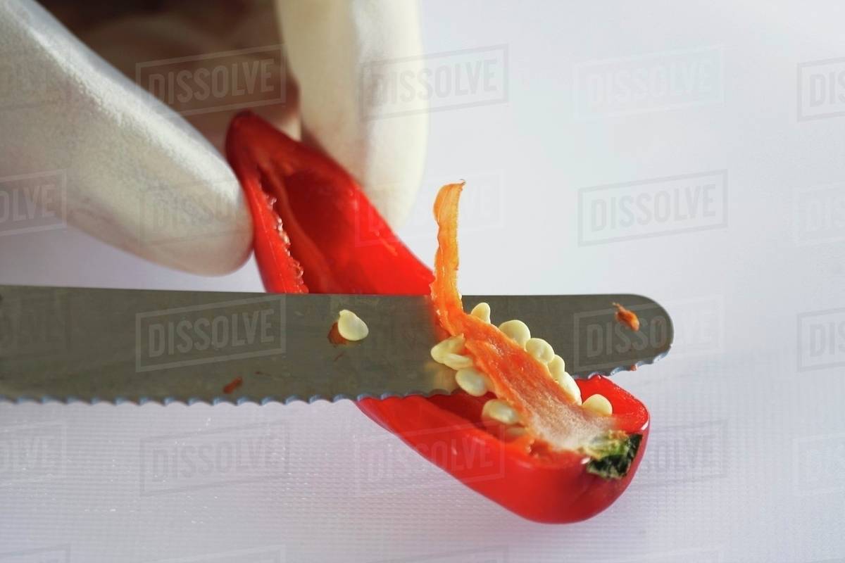A chilli pepper being deseeded - Royalty-free Stock Photo | Dissolve
