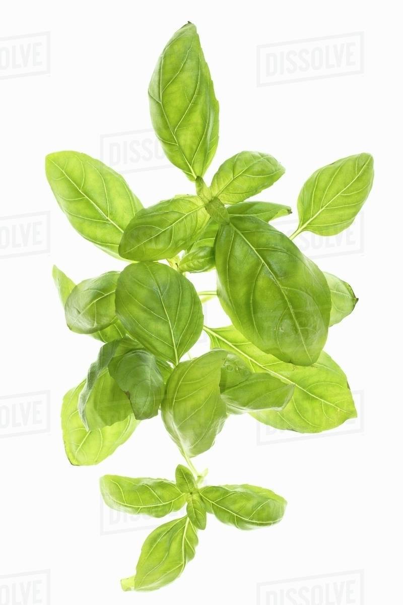 Fresh basil - Royalty-free Stock Photo | Dissolve