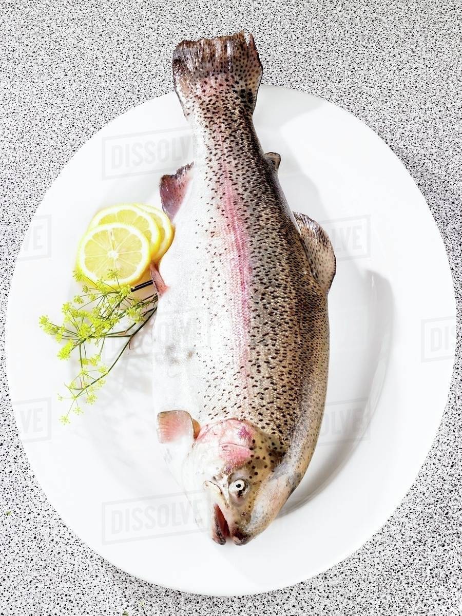 Fresh wild salmon - Stock Photo - Dissolve