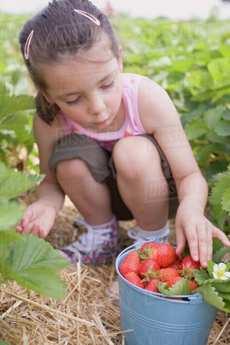 Little girl picking strawberries in strawberry field - Royalty-free ...