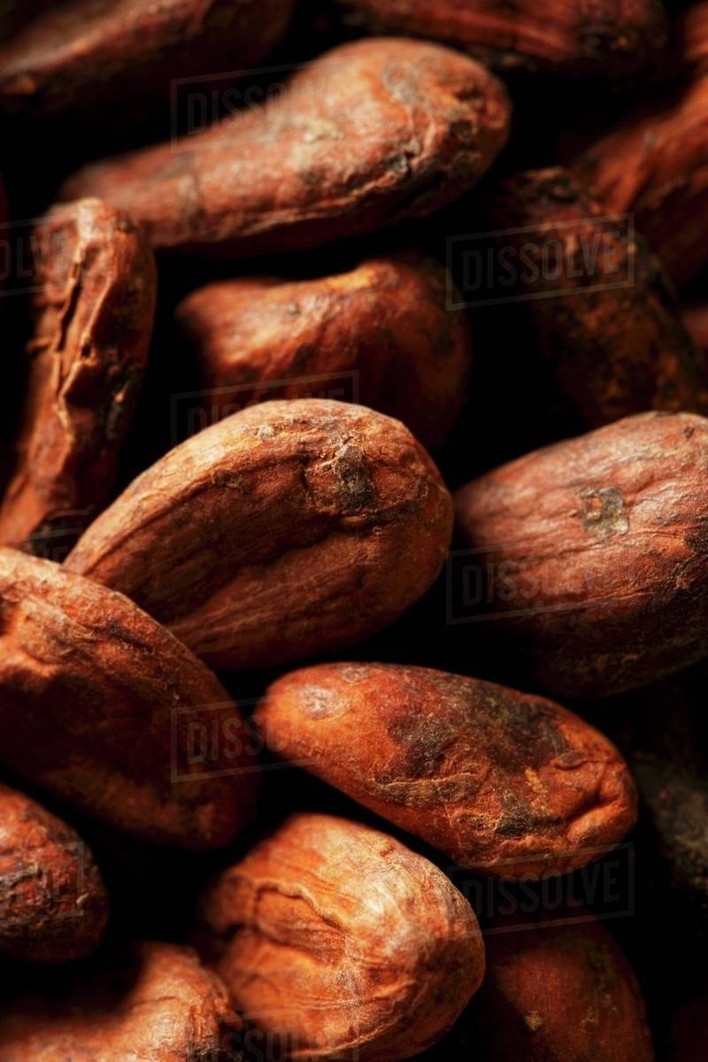 Cocoa beans (close-up) - Stock Photo - Dissolve