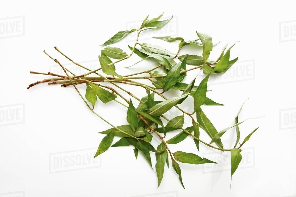 Praew leaves (Vietnamese coriander) - Royalty-free Stock Photo | Dissolve