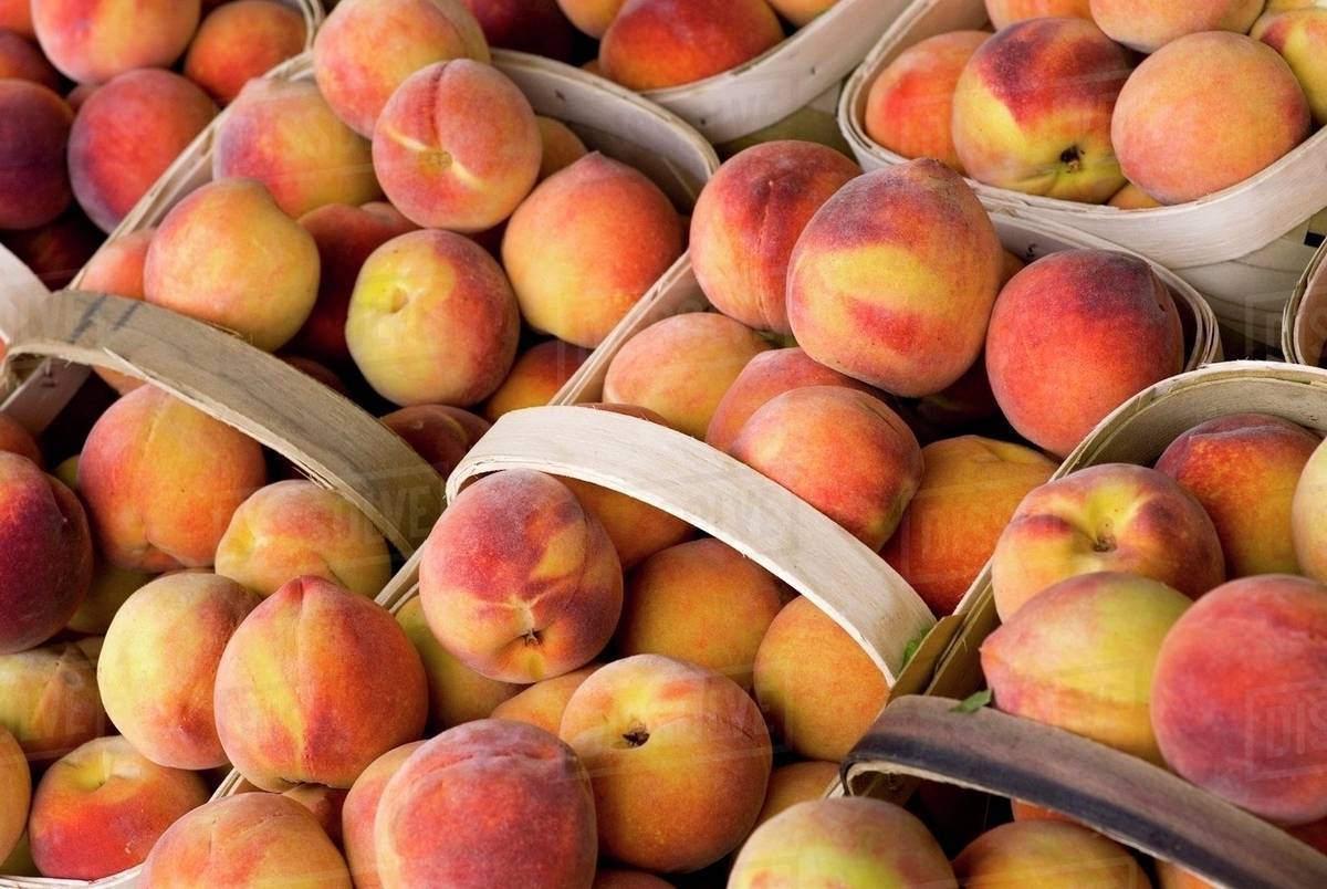 Baskets of Fresh Peaches - Stock Photo - Dissolve